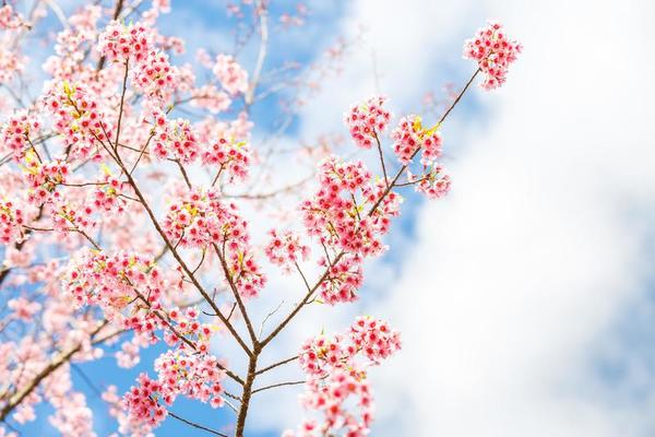 Spring Stock Photos, Images and Backgrounds for Free Download