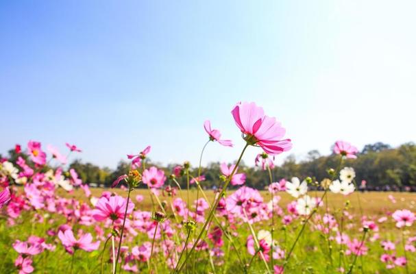 Spring Stock Photos, Images and Backgrounds for Free Download