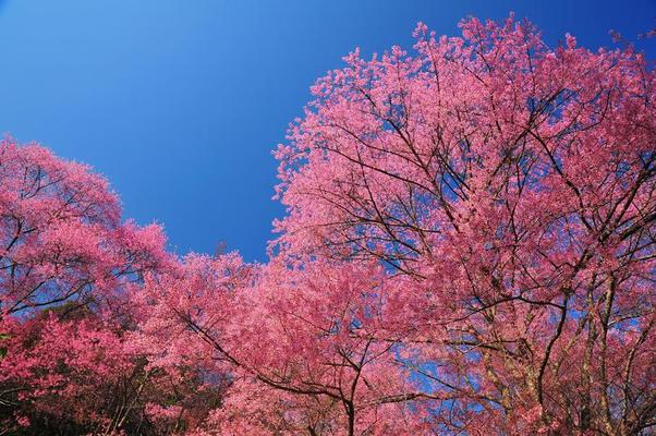 Spring Stock Photos, Images and Backgrounds for Free Download