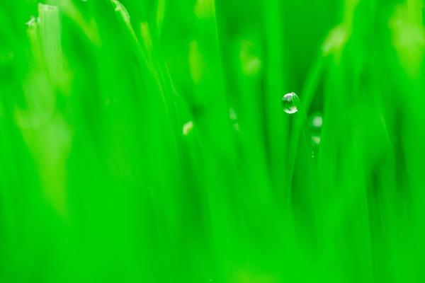 Green Stock Photos, Images and Backgrounds for Free Download