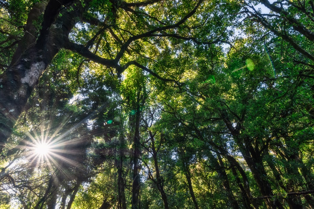 Spring Forest Stock Photos, Images and Backgrounds for Free Download