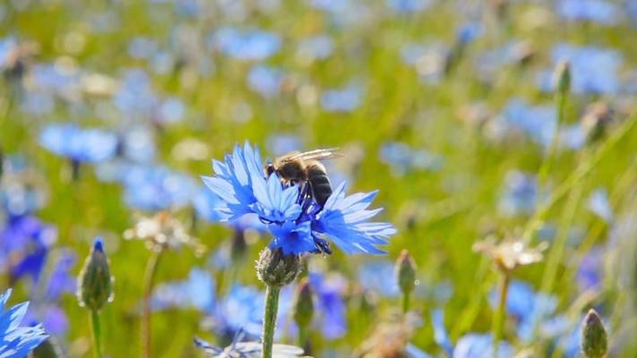 Flower Stock Video Footage for Free Download