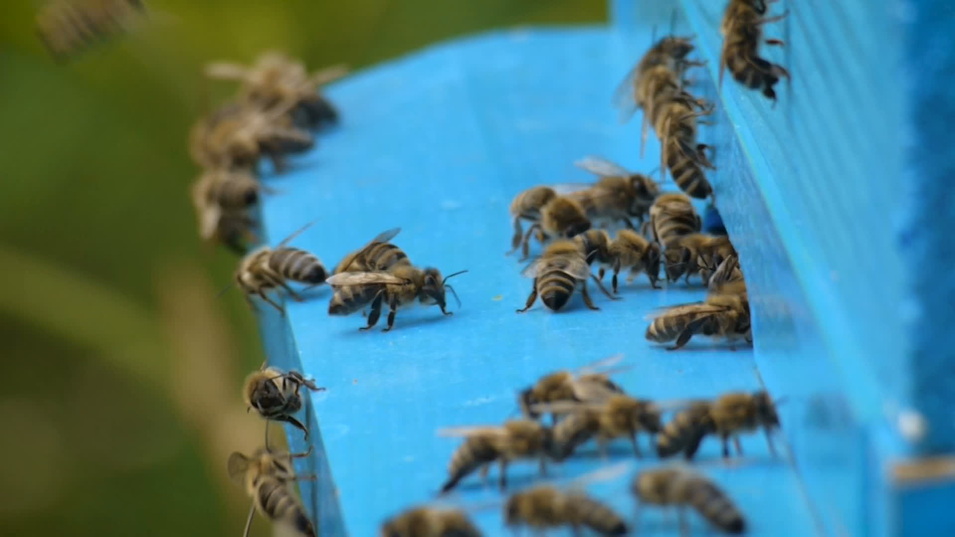 Bee Swarm 1414542 Stock Video At Vecteezy bee-swarm-1414542-stock-video-at-vecteezy