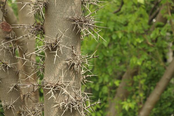 Thorn Tree Stock Photos, Images and Backgrounds for Free Download