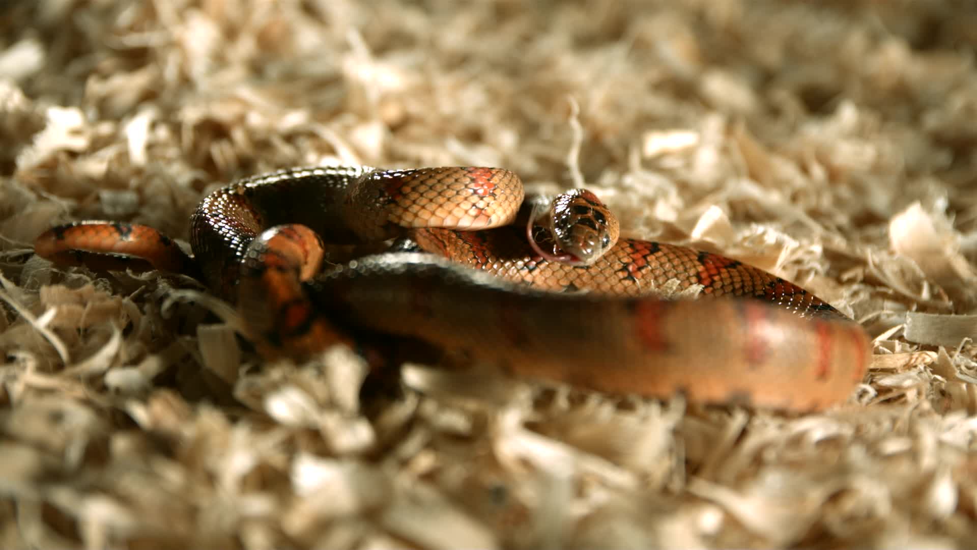 Snake in ultra slow motion 1,500 fps - SNAKES PHANTOM 007 1620233 Stock ...