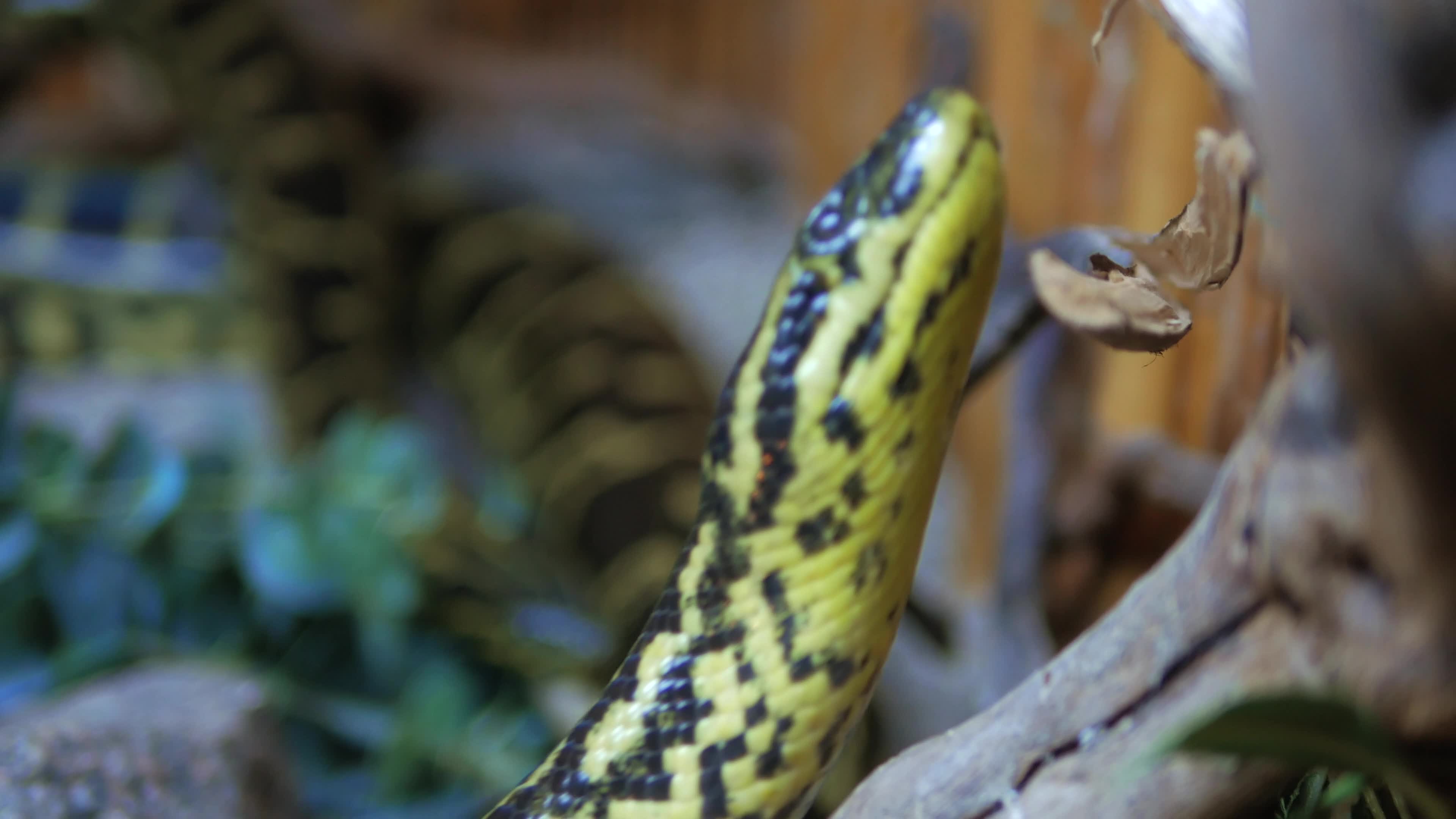 Python Snake Stock Video Footage for Free Download