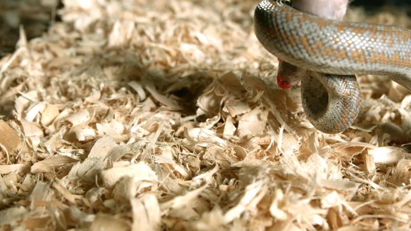 Snake in ultra slow motion 1,500 fps - SNAKES PHANTOM 013 1789970 Stock ...