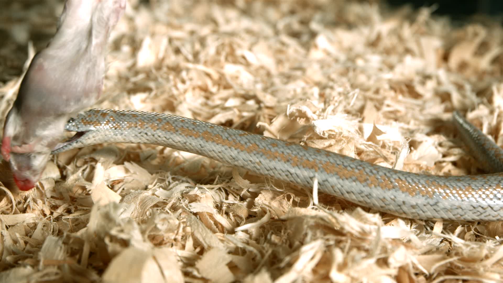 Snake in ultra slow motion (1,500 fps) - SNAKES PHANTOM 012 1793357 ...