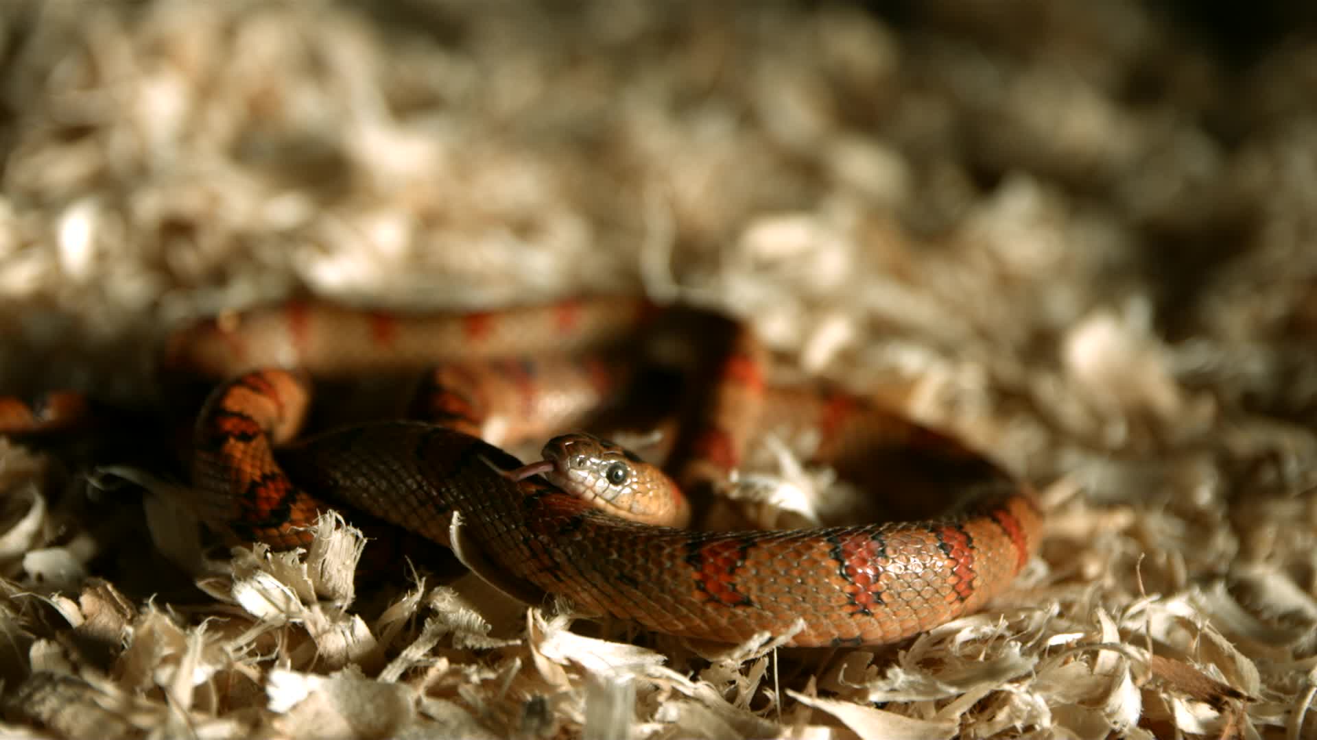 Snake in ultra slow motion (1,500 fps) - SNAKES PHANTOM 009 1802147 ...