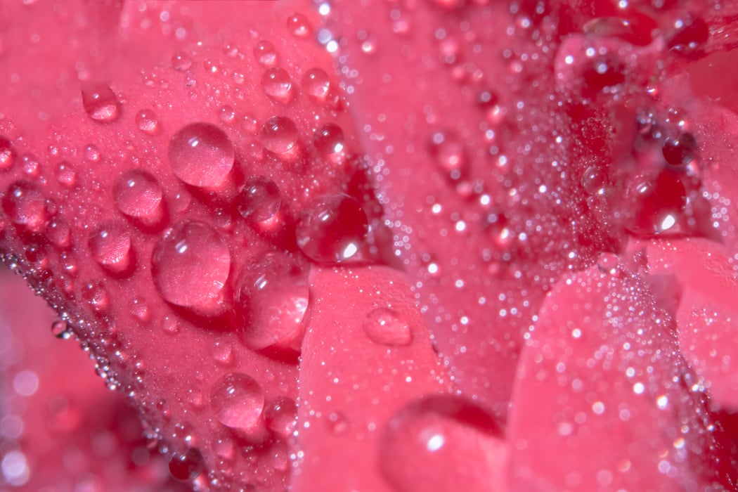 Rose Water Drops Stock Photos, Images and Backgrounds for Free Download