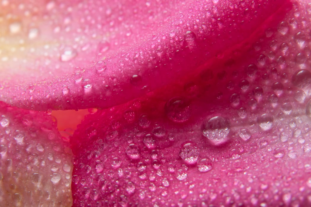 Rose Water Drops Stock Photos, Images and Backgrounds for Free Download