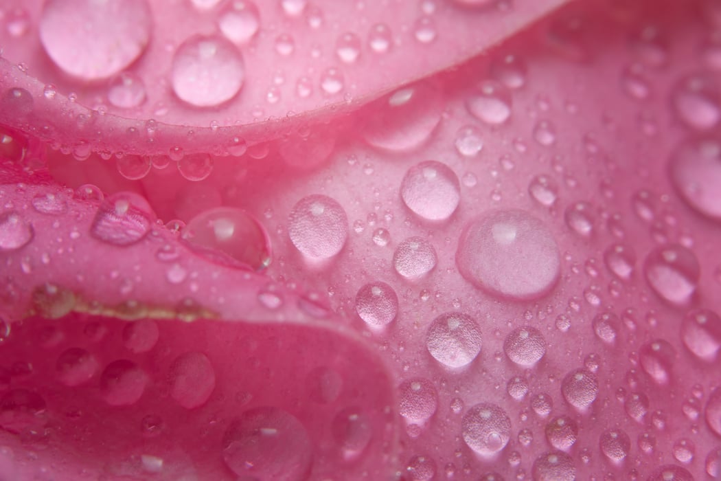 Rose Water Drops Stock Photos, Images and Backgrounds for Free Download