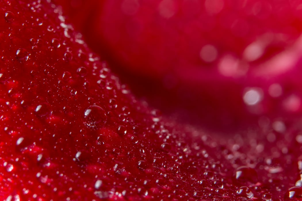 Rose Water Drops Stock Photos, Images and Backgrounds for Free Download