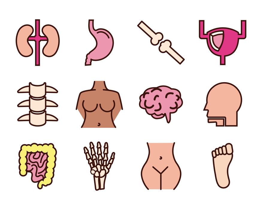 Body Parts Outline Vector Art Icons And Graphics For Free Download
