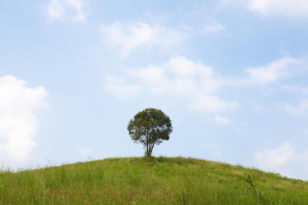 Tree Hill Stock Photos, Images and Backgrounds for Free Download
