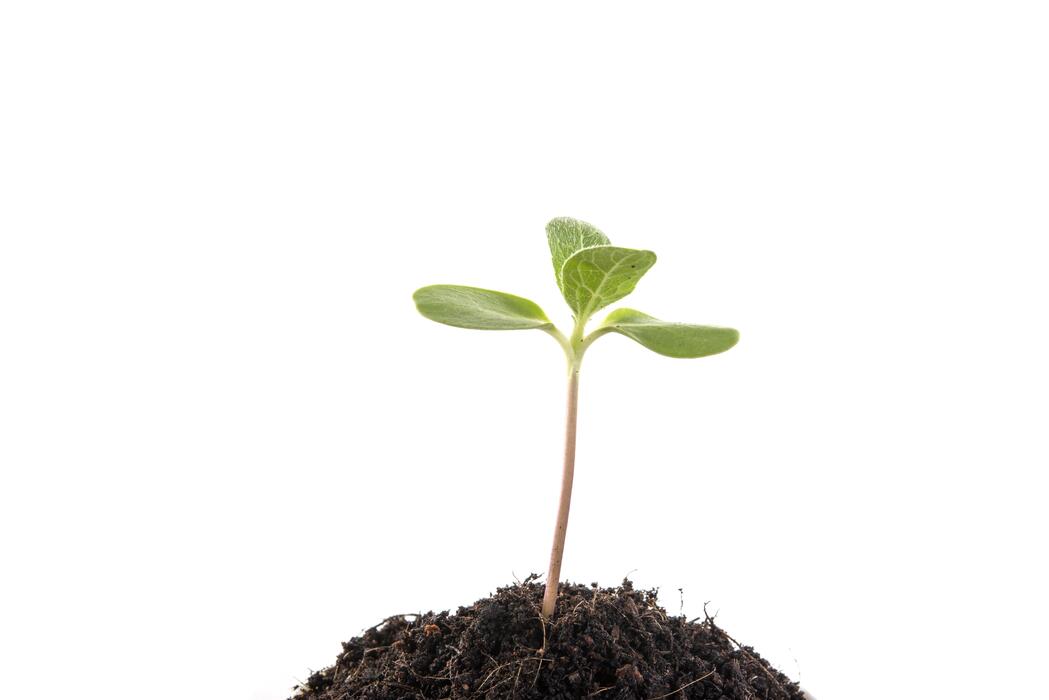 Green Sprout Stock Photos, Images and Backgrounds for Free Download