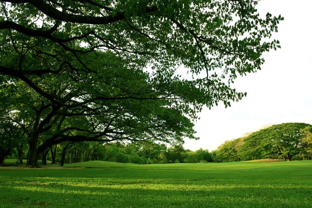 Trees And Grass Stock Photos, Images and Backgrounds for Free Download