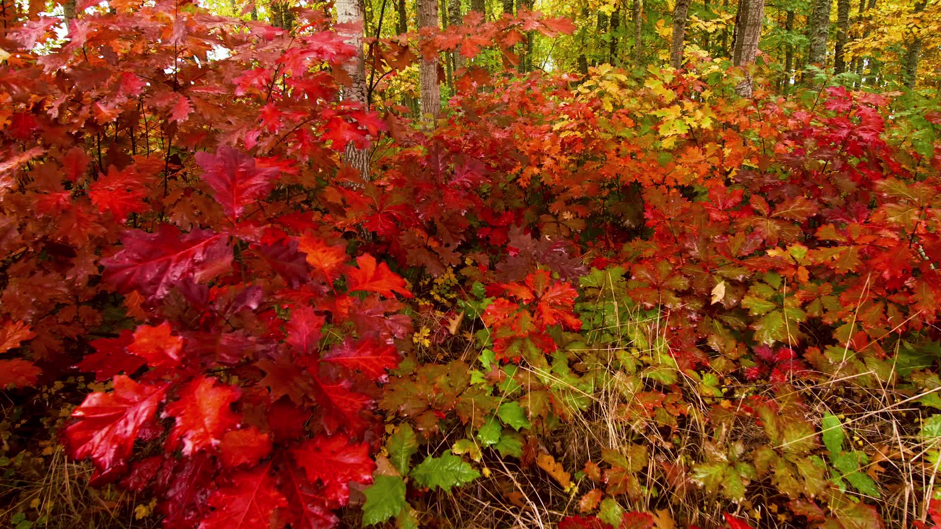 A Forest Of Autumn Colors 2018300 Stock Video at Vecteezy