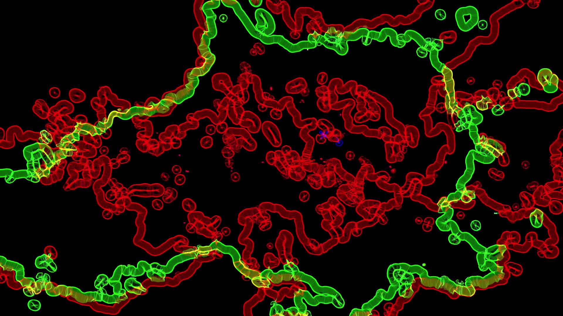 Dynamic Cellular Structures Loop 2018876 Stock Video At Vecteezy
