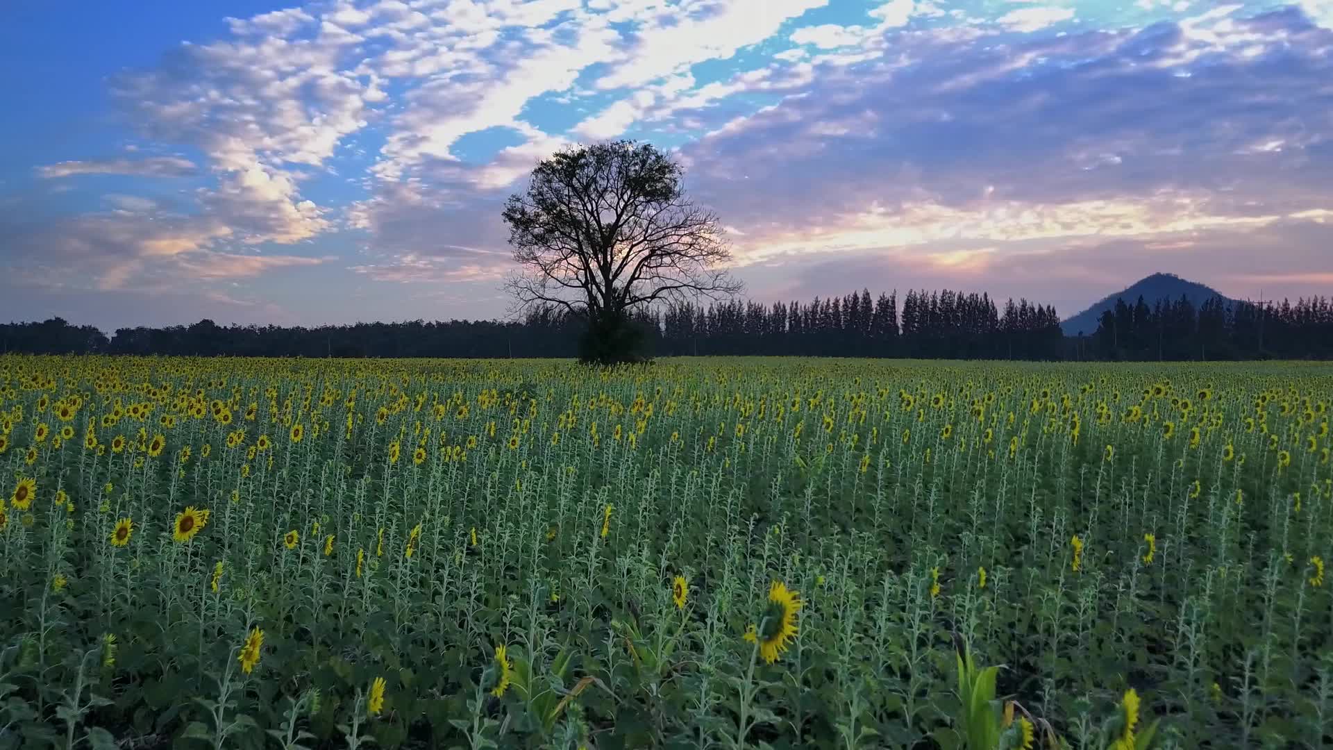 Drone Shot Stock Video Footage for Free Download