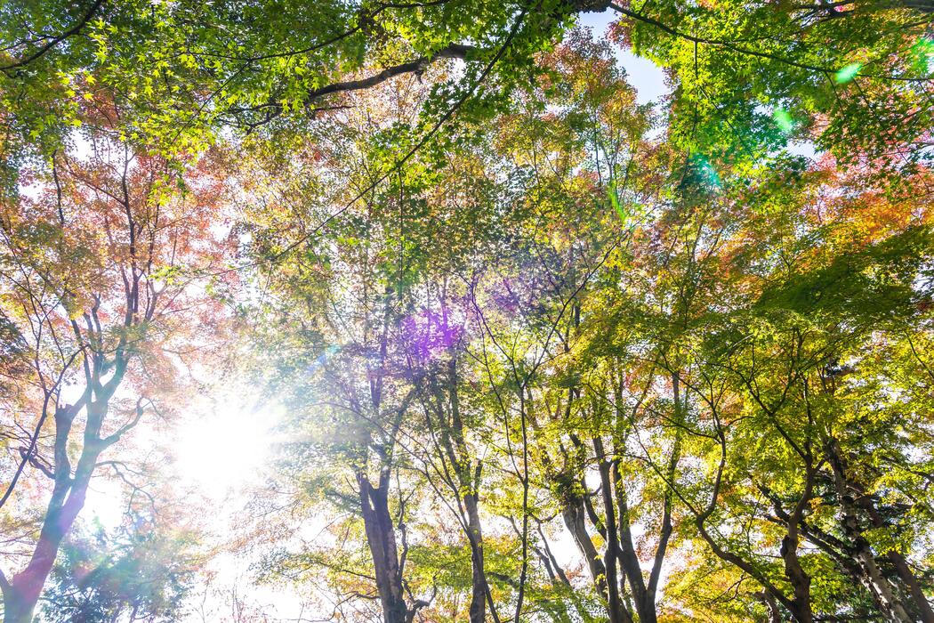 Trees Stock Photos, Images and Backgrounds for Free Download