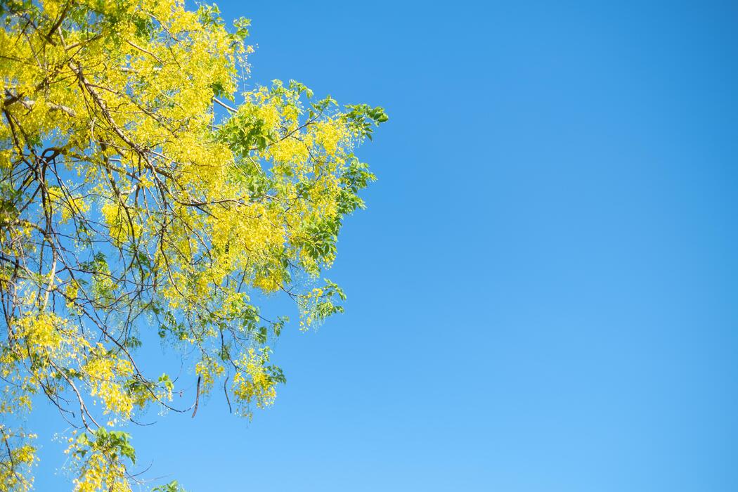 Sky And Trees Stock Photos, Images and Backgrounds for Free Download