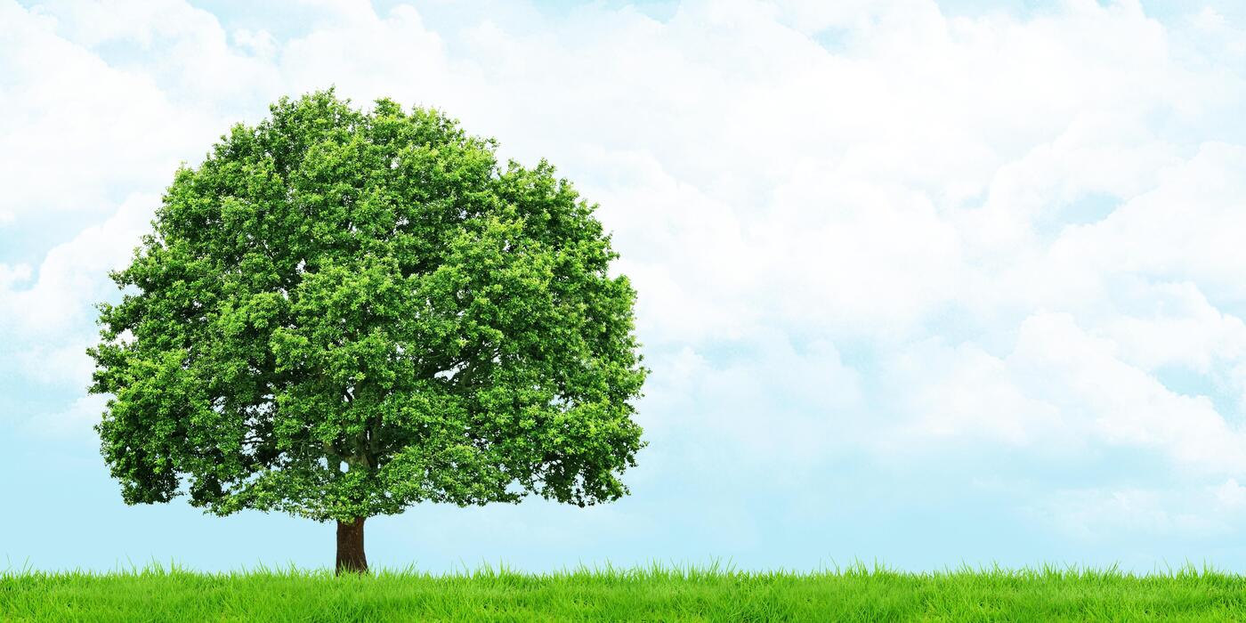 Tree Stock Photos, Images and Backgrounds for Free Download
