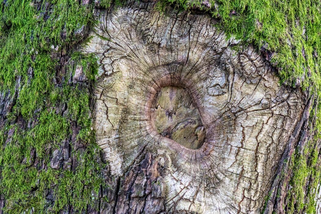 Tree Hole Stock Photos, Images and Backgrounds for Free Download