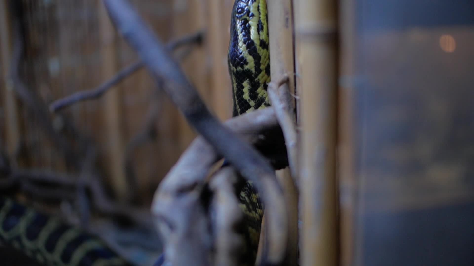 Black tailed python in terrarium 2493679 Stock Video at Vecteezy