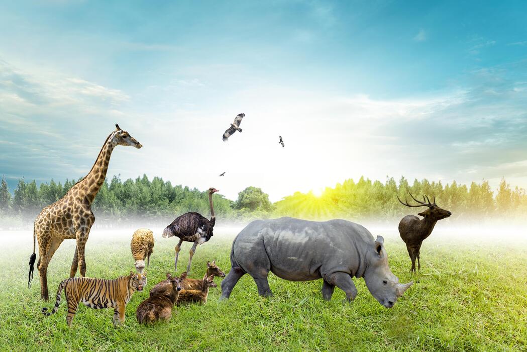 Wildlife Stock Photos, Images and Backgrounds for Free Download