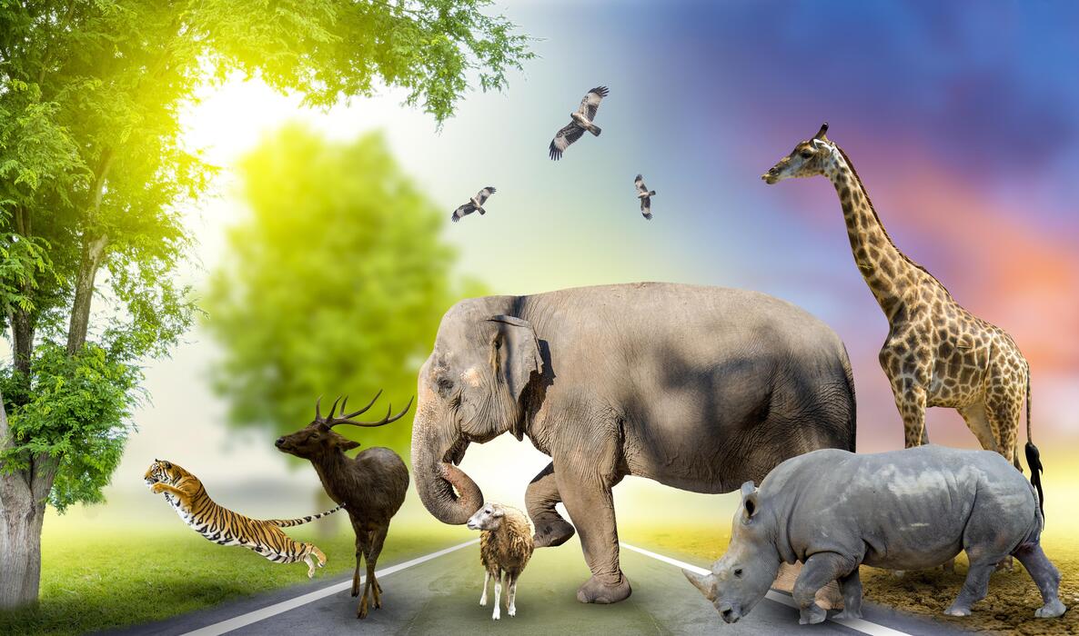 Wild Animals Stock Photos, Images and Backgrounds for Free Download