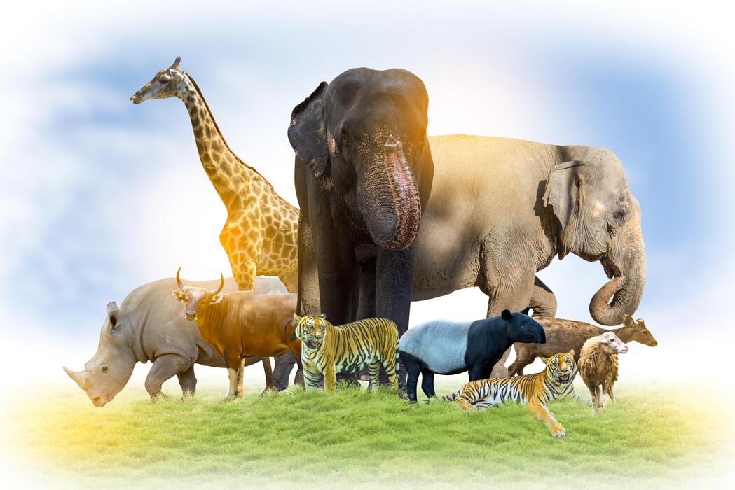 Wild Animals Stock Photos, Images and Backgrounds for Free Download
