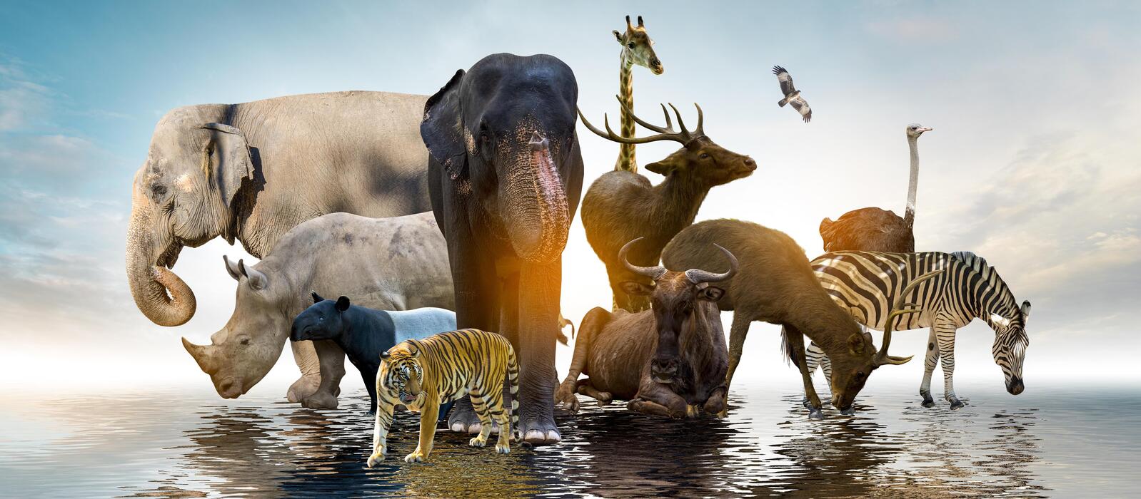 Wild Animals Stock Photos, Images and Backgrounds for Free Download