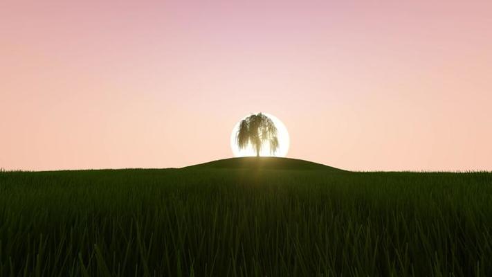 Growing Tree Animation Stock Video Footage for Free Download