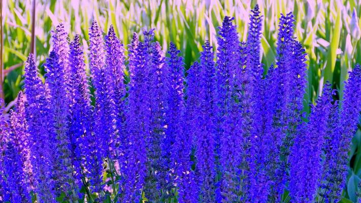 Flowers Stock Video Footage for Free Download