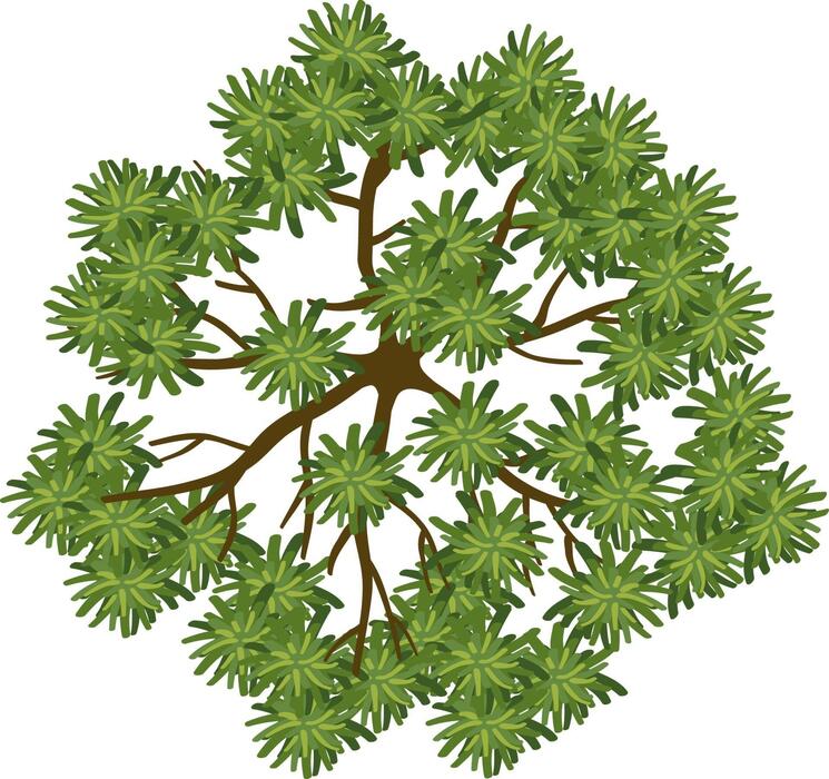 Tree Plan View Vector Art, Icons, and Graphics for Free Download