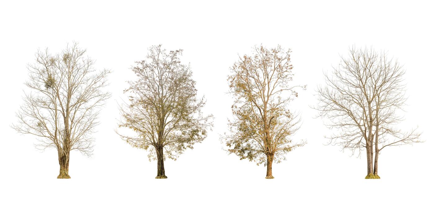 Isolated Trees Stock Photos, Images and Backgrounds for Free Download