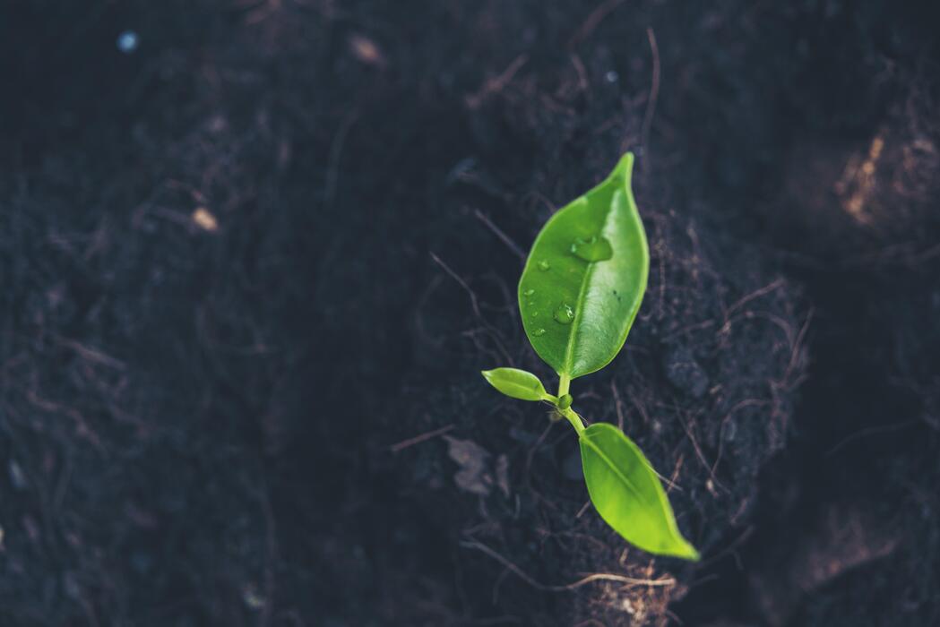 Sprout Stock Photos, Images and Backgrounds for Free Download