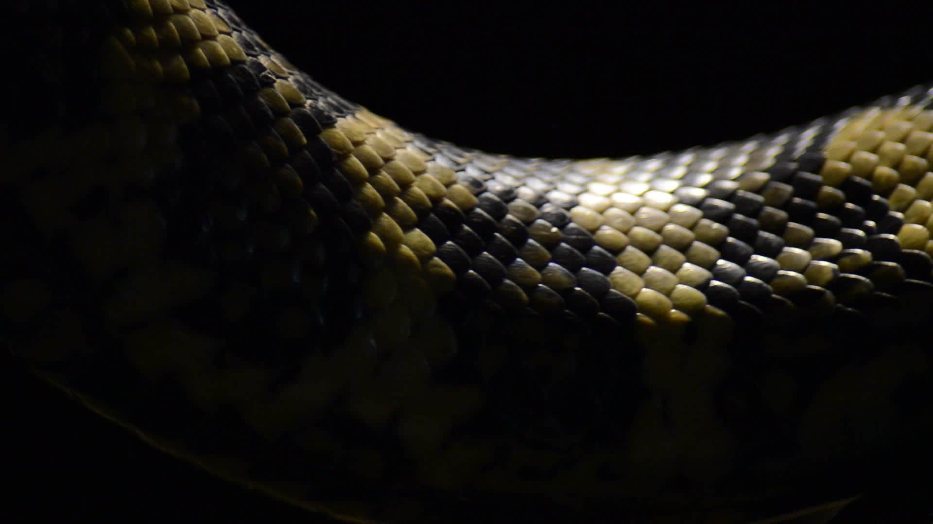 Diamond python snake scales passing in close up - Morelia spilota ...