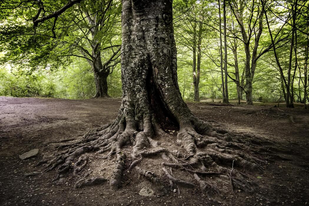 Tree With Roots Stock Photos, Images and Backgrounds for Free Download
