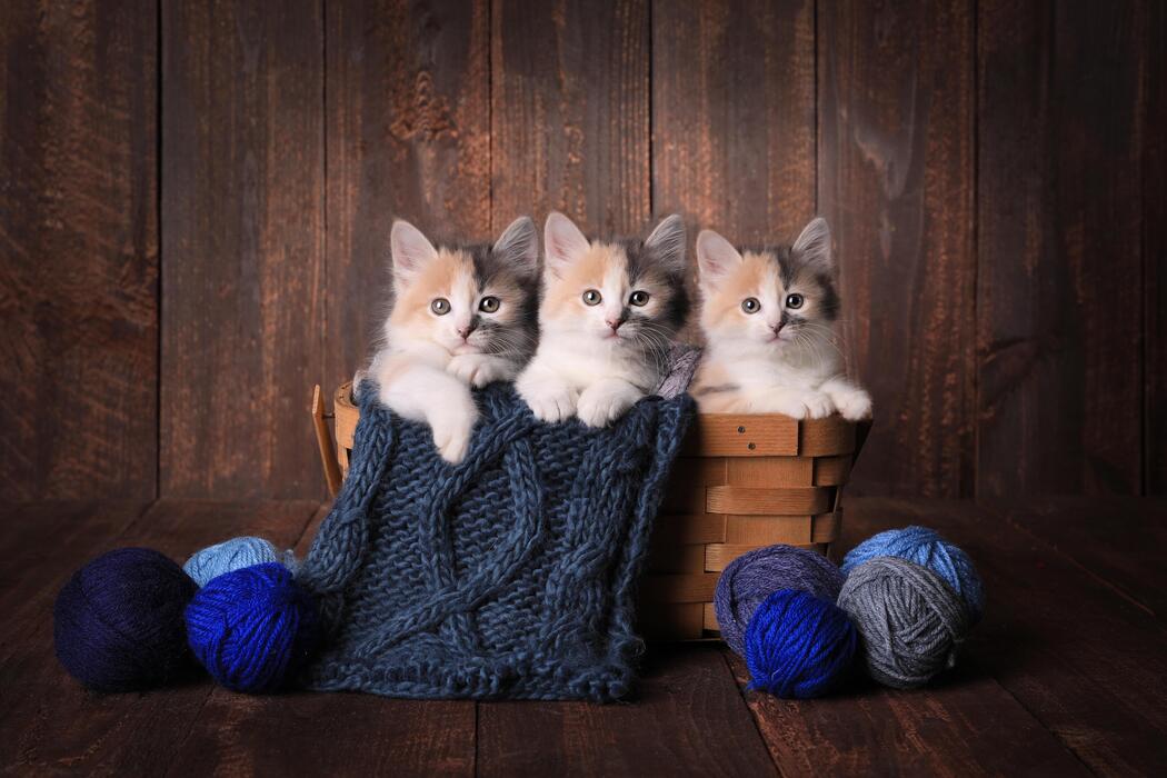 Cute Kittens Stock Photos, Images and Backgrounds for Free Download