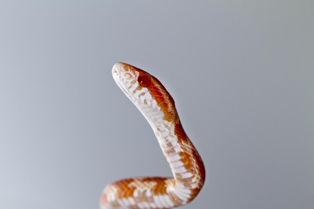 Snake Stock Photos, Images and Backgrounds for Free Download