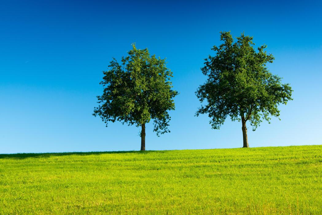 Trees Stock Photos, Images and Backgrounds for Free Download