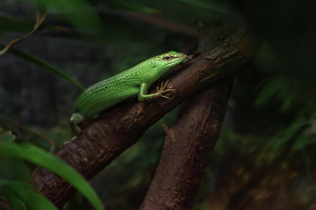 Green Tree Python Stock Photos, Images and Backgrounds for Free Download