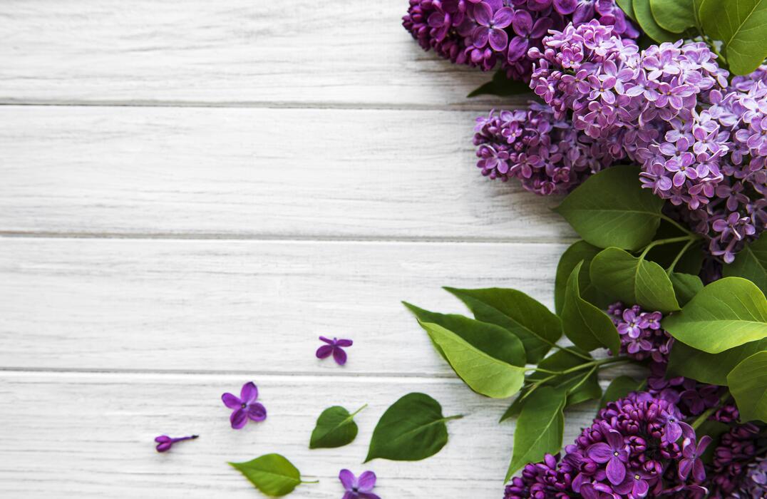 Summer Background Stock Photos, Images and Backgrounds for Free Download