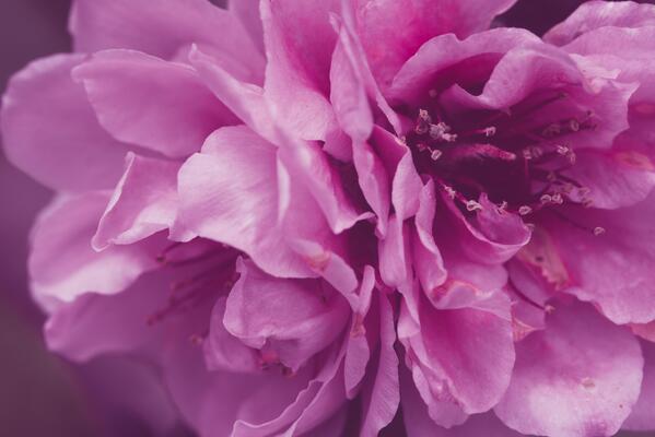 Peach Flowers Stock Photos, Images and Backgrounds for Free Download