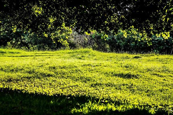 Grass And Trees Background Stock Photos, Images and Backgrounds for ...