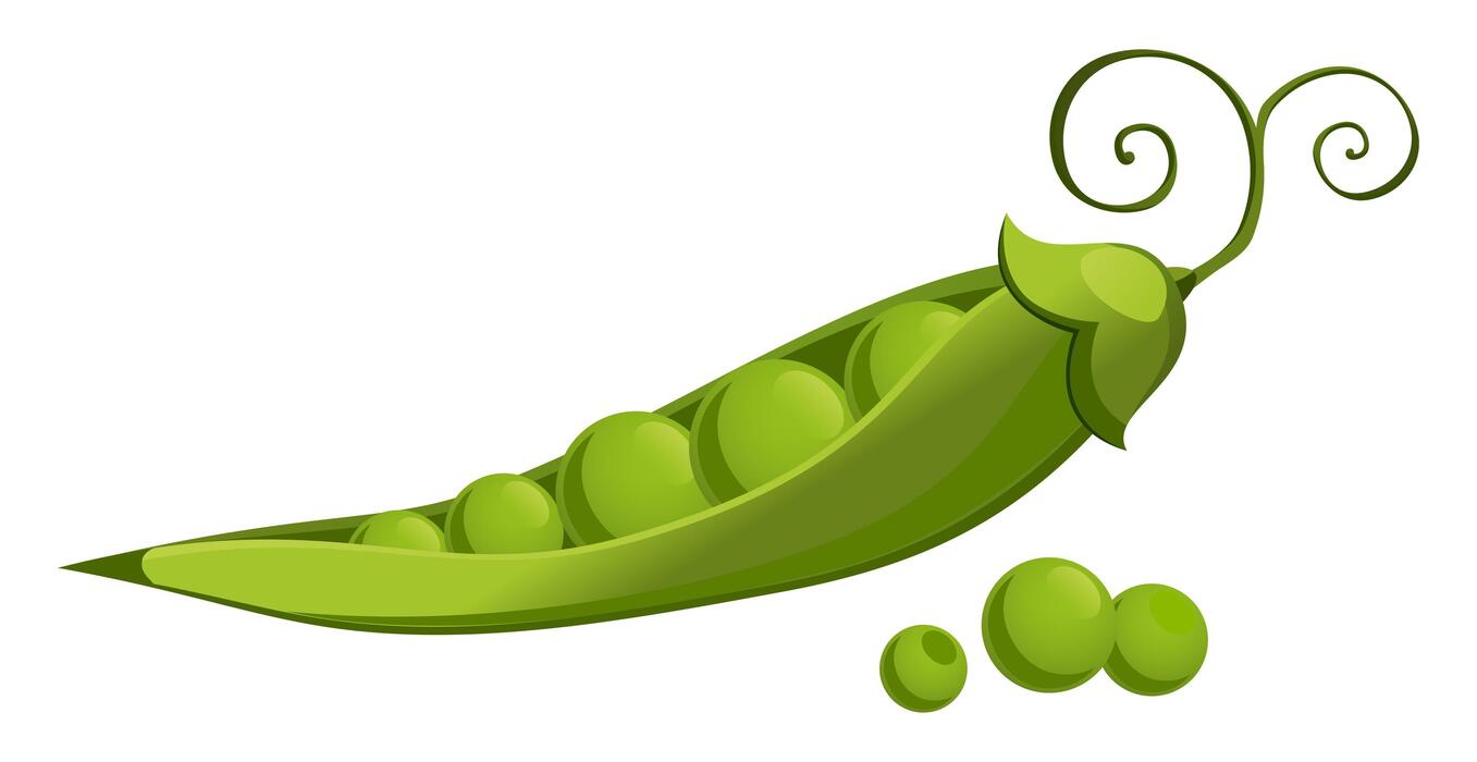 Pea Pod Vector Art, Icons, and Graphics for Free Download