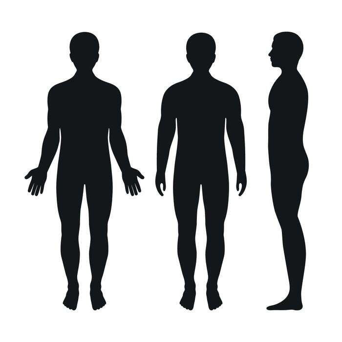 Human Body Outline Vector Art, Icons, and Graphics for Free Download