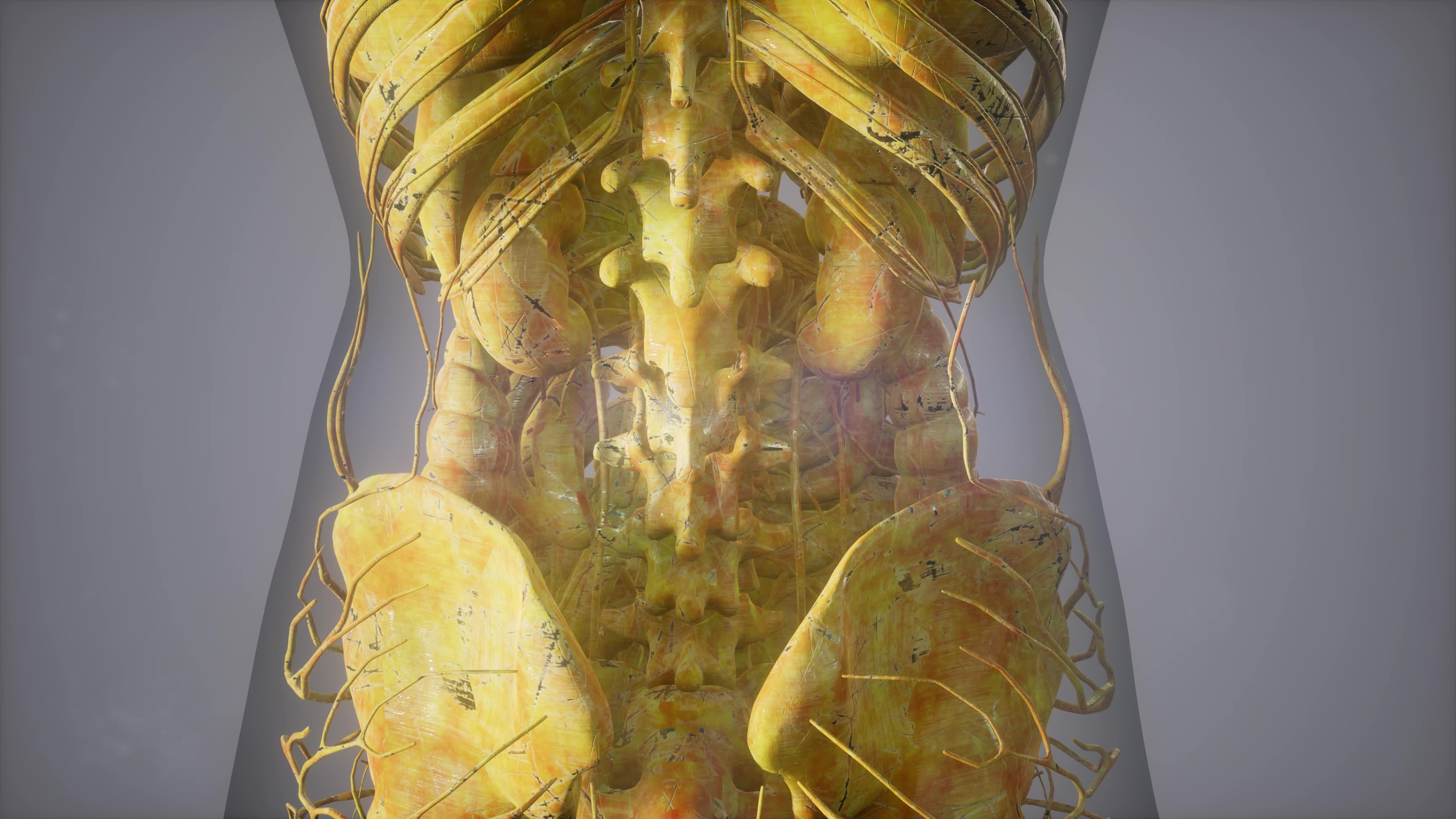 Complete Close up View Of The Skeletal System With Transparent Body complete-close-up-view-of-the-skeletal-system-with-transparent-body